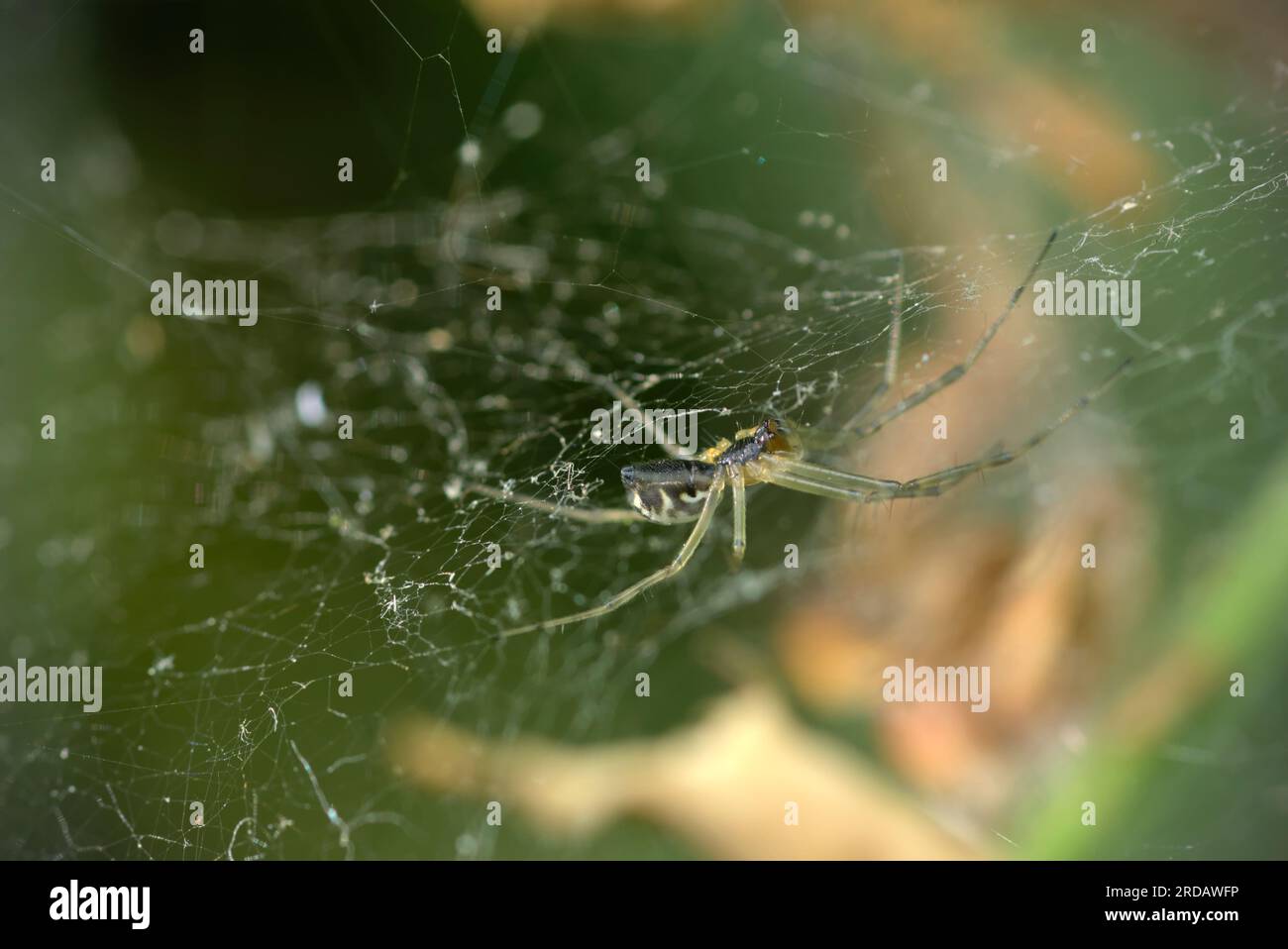 Single Dwarf Weaver (Linyphia triangularis) in its cobweb, waiting for ...