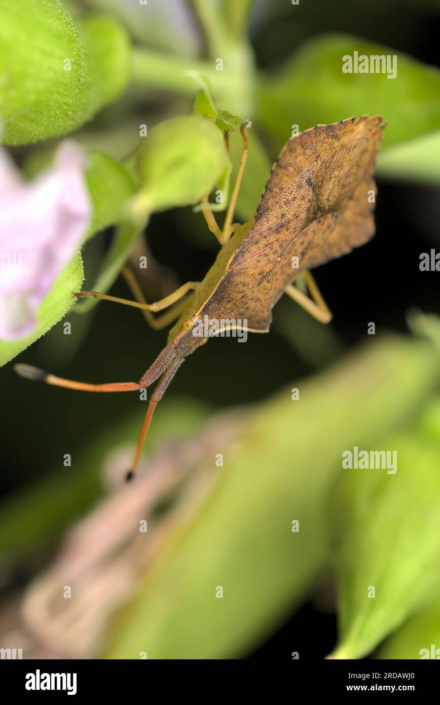 Single Rhombic Leatherbug (Syromastus rhombeus) climbing a bud of a ...
