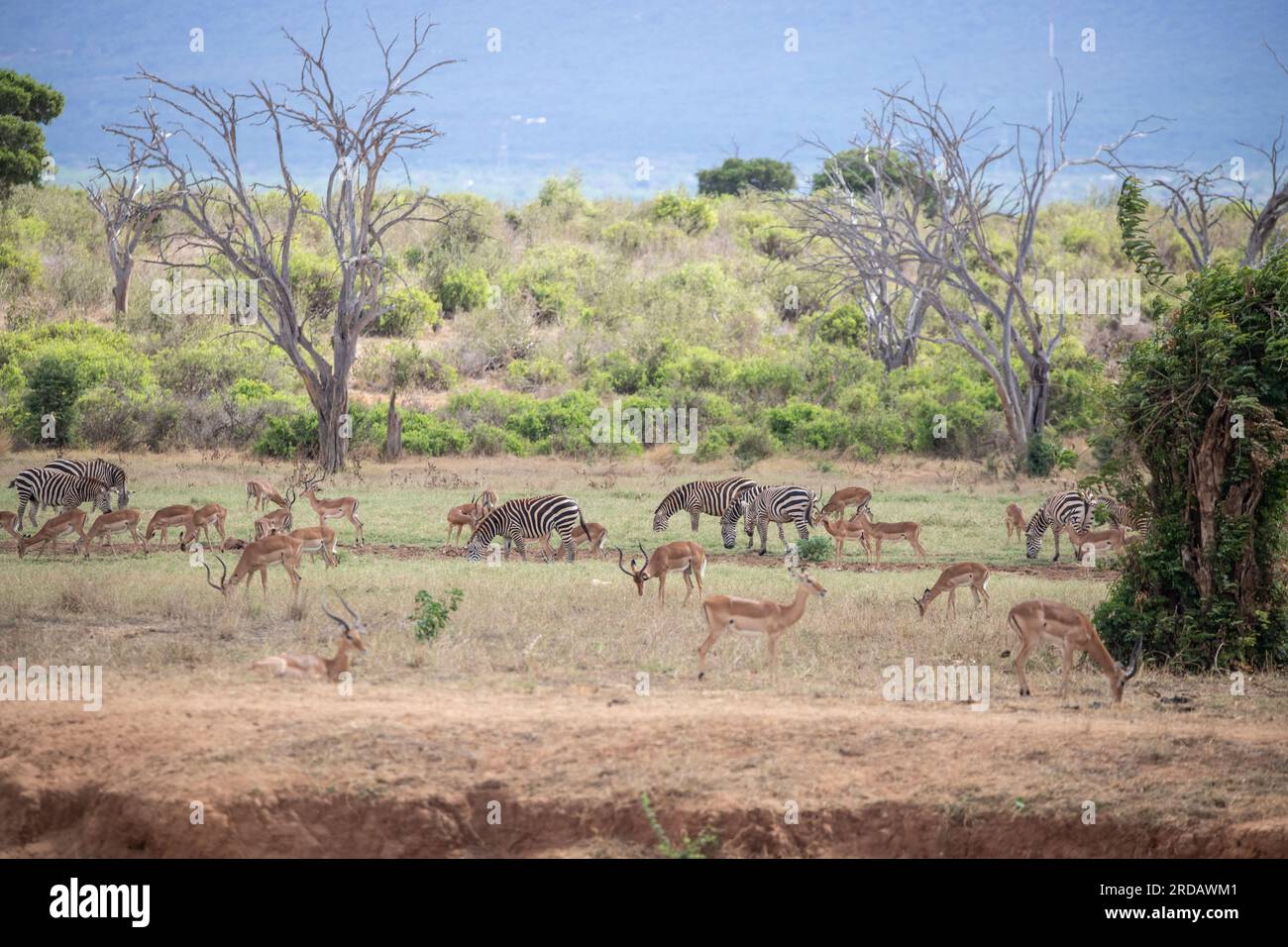 Beautiful sunset landscape in Africa, savanna taken on a safari ...