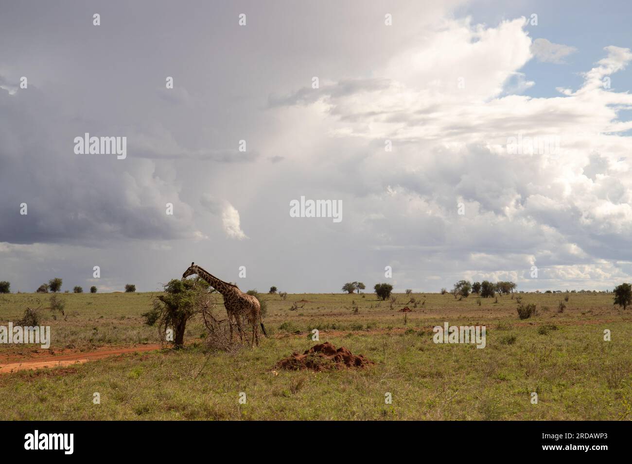 Beautiful sunset landscape in Africa, savanna taken on a safari ...
