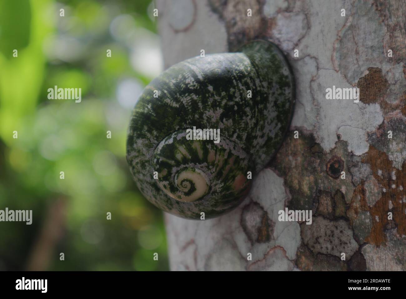 Algae on tree trunk hi-res stock photography and images - Alamy