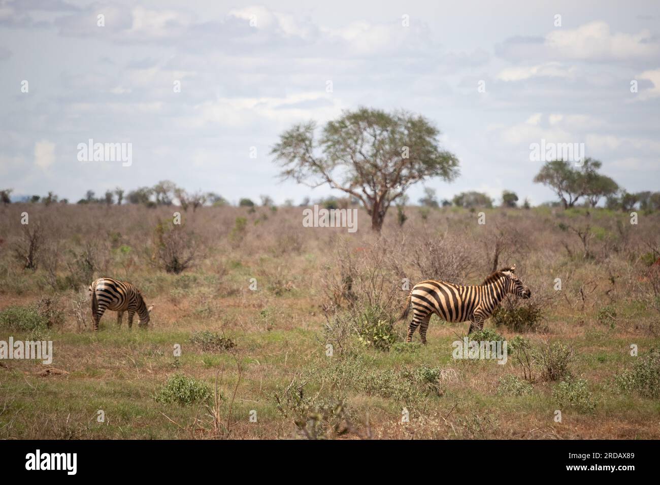 Beautiful sunset landscape in Africa, savanna taken on a safari ...