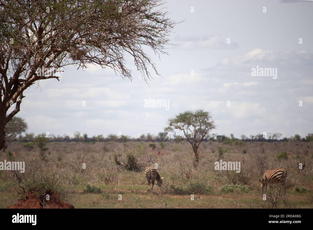 Beautiful sunset landscape in Africa, savanna taken on a safari ...