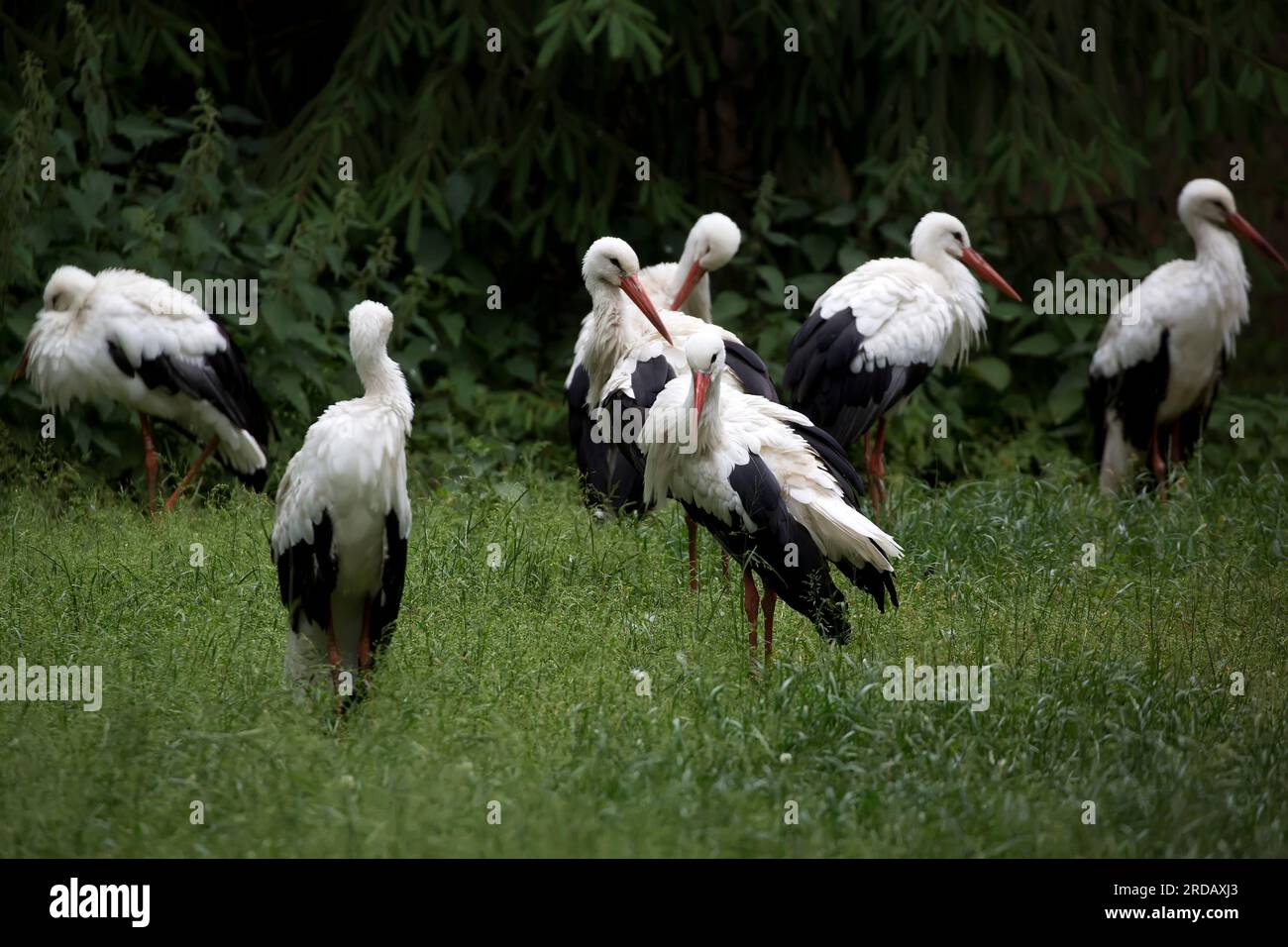 White storks in a clearing in the wild Stock Photo - Alamy