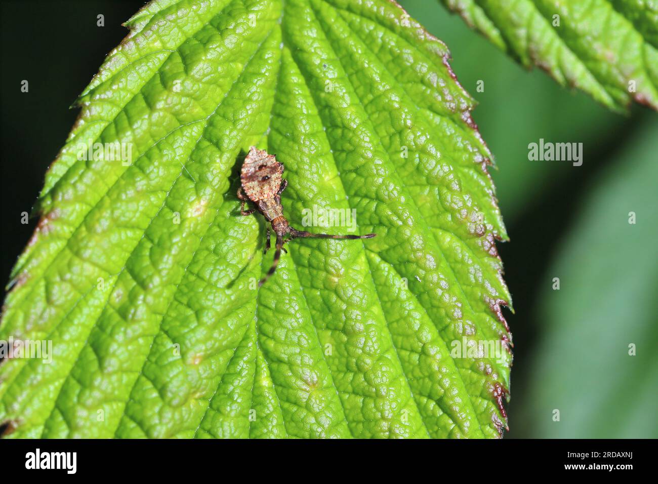Dock Bug nymph (Coreus marginatus) on a raspberry leaf in the garden ...