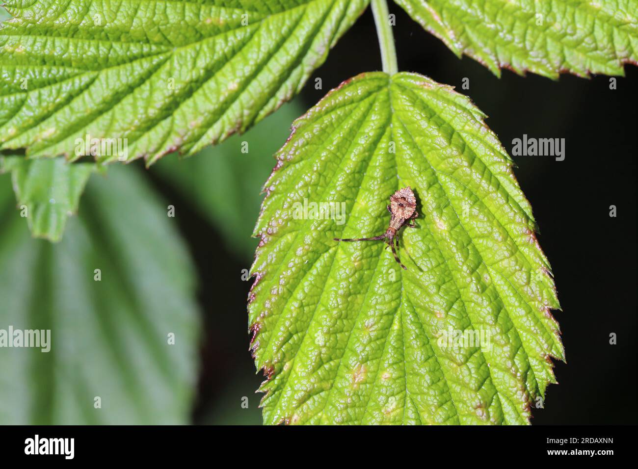 Dock Bug nymph (Coreus marginatus) on a raspberry leaf in the garden ...