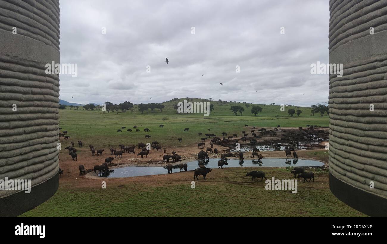 salt lick safari lodge in the taita hills kenya. Beautiful lodge on a ...