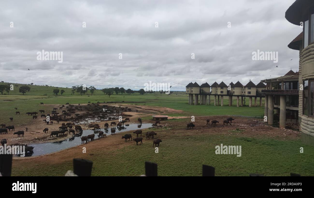 salt lick safari lodge in the taita hills kenya. Beautiful lodge on a ...