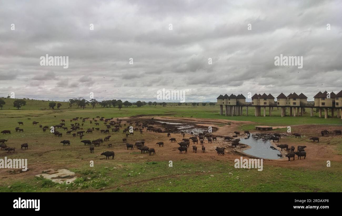 salt lick safari lodge in the taita hills kenya. Beautiful lodge on a ...