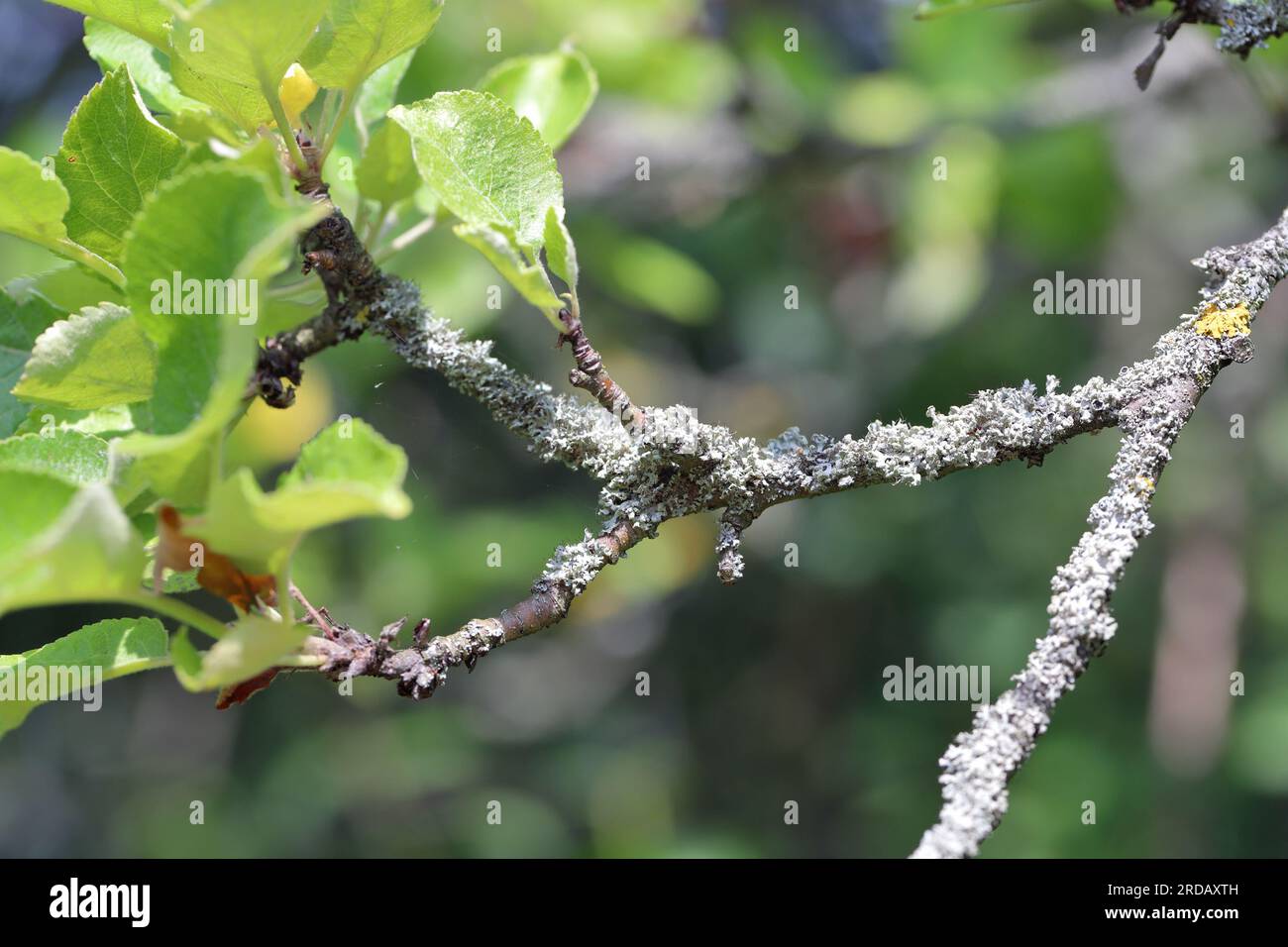 A branch, a shoot of an apple tree in an orchard, garden overgrown with ...