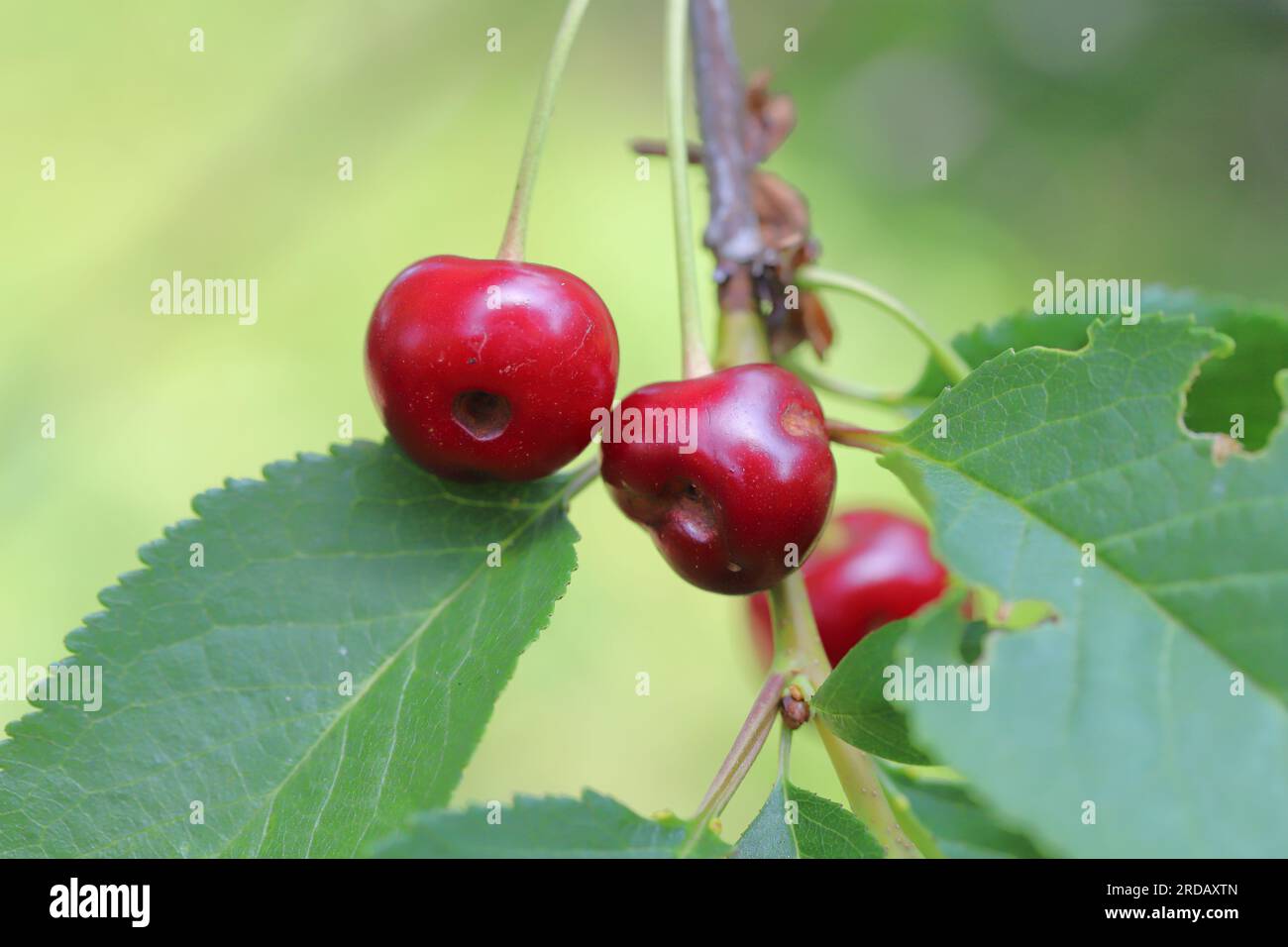 Deformed fruit hi-res stock photography and images - Alamy