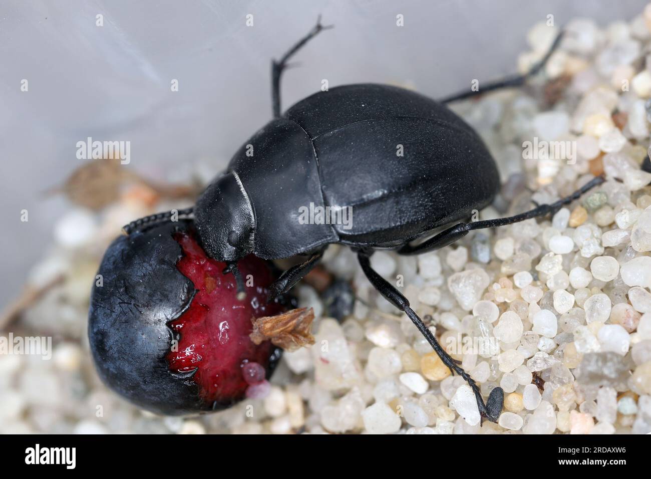 A beetle of the family Tenebrionidae (Darkling Beetles) that eats the ...