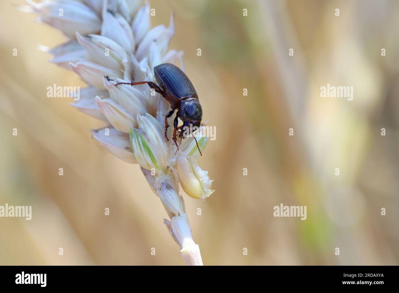 Corn kernel pests hi-res stock photography and images - Alamy