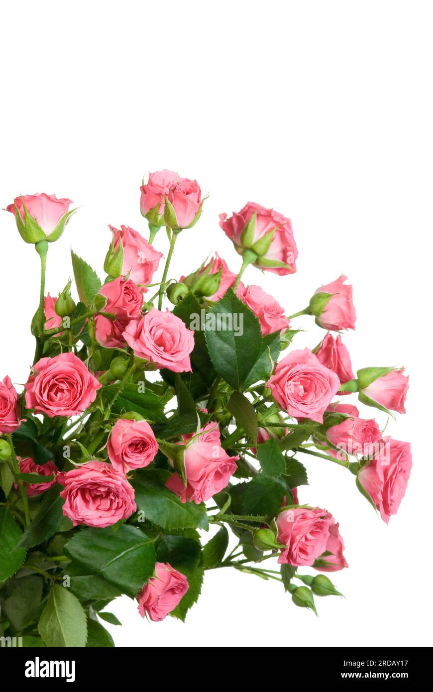 Flowering bush isolated hi-res stock photography and images - Alamy