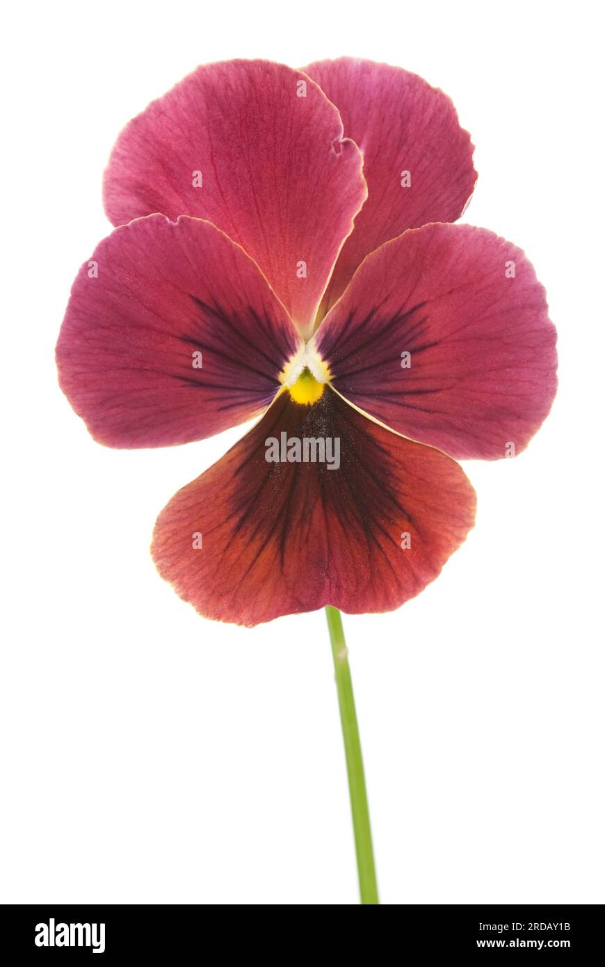 A single pansy flower isolated on white Stock Photo - Alamy