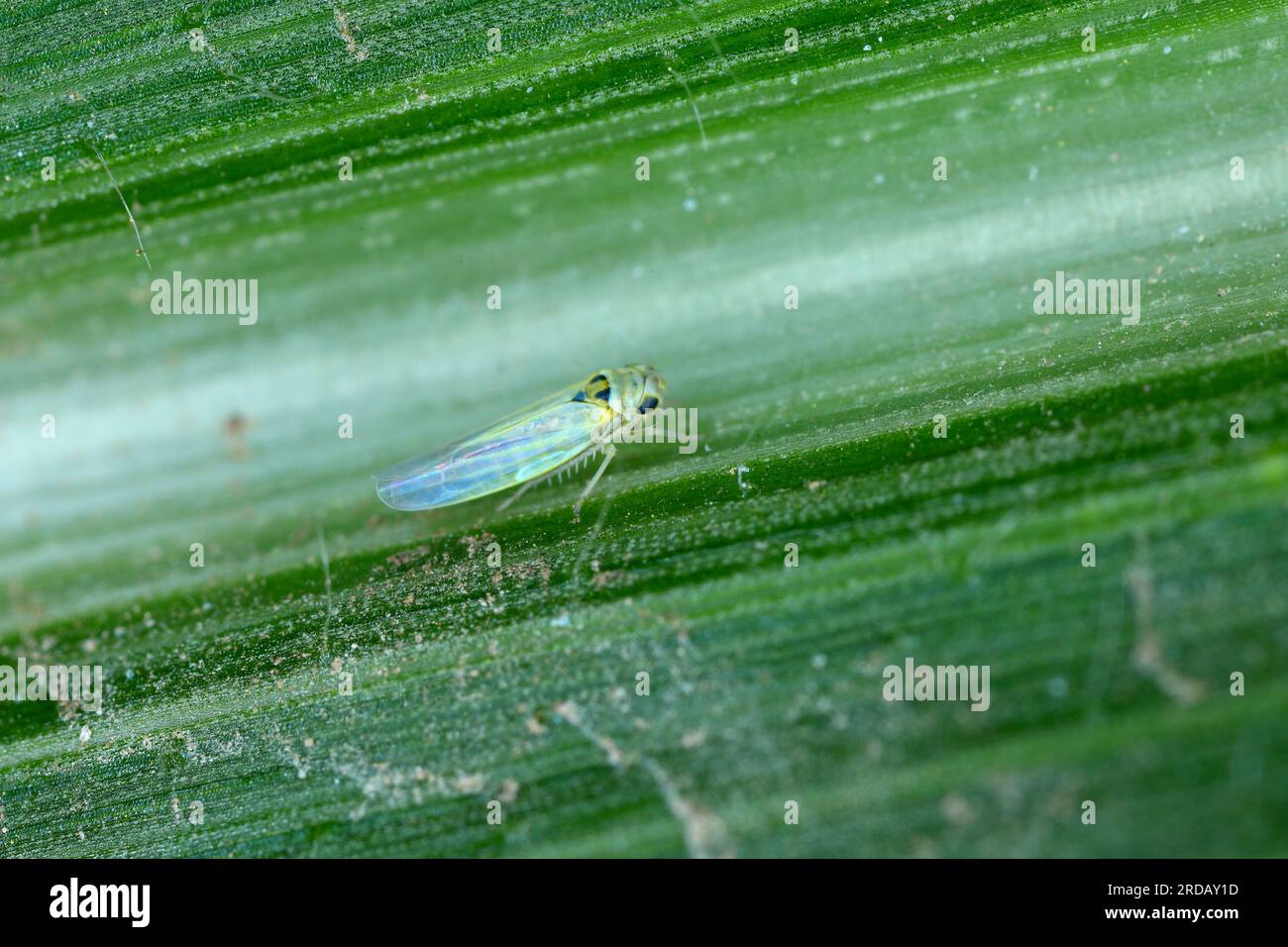 Leafhopper corn insect pest hi-res stock photography and images - Alamy