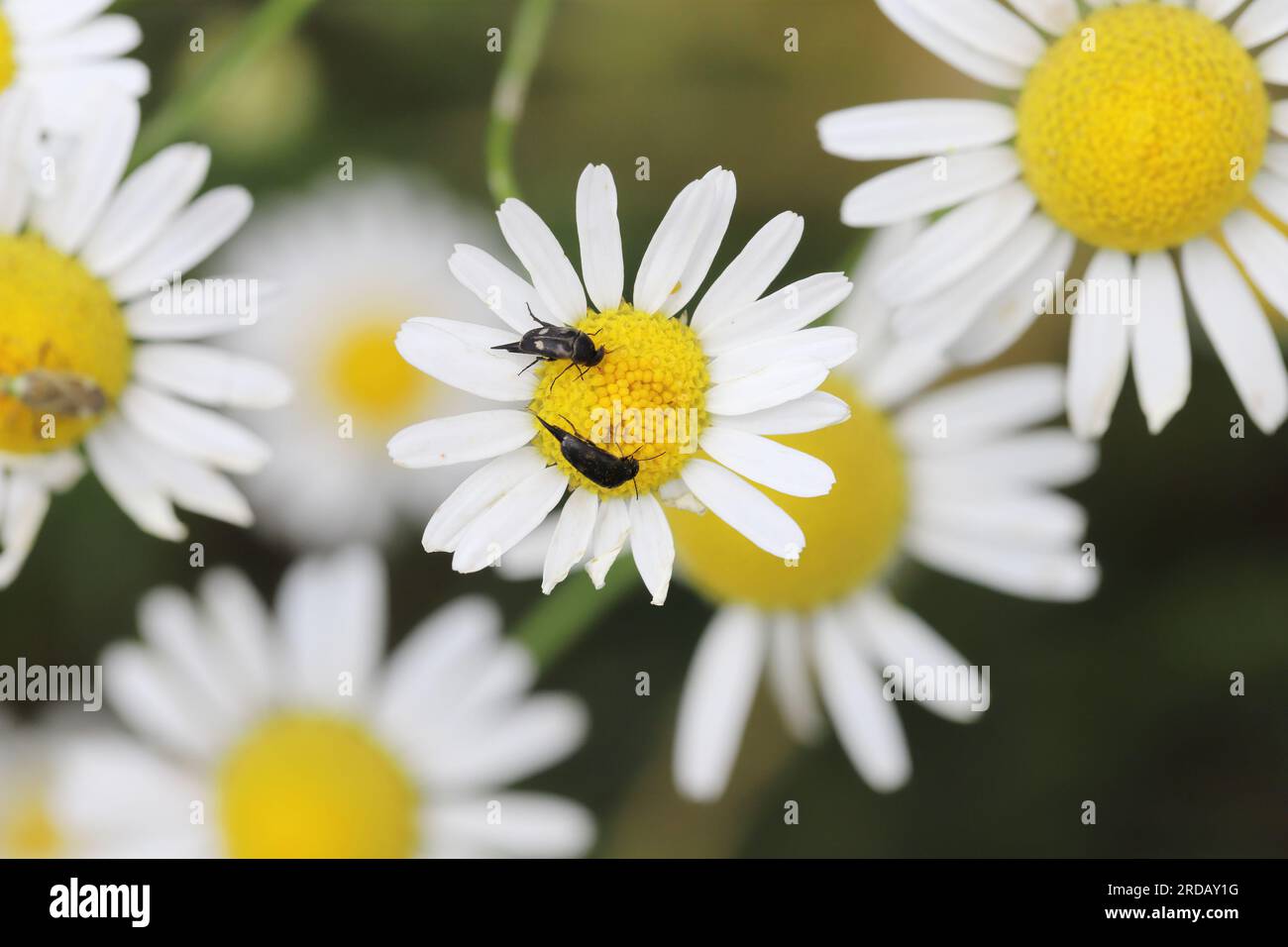 Beetles (Coleoptera) that feed on flowers and eat pollen Stock Photo ...