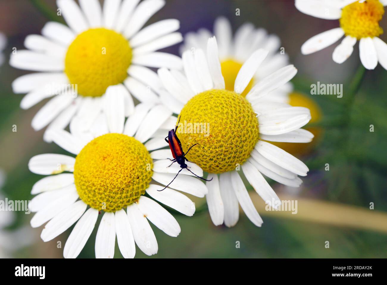 Beetles (Coleoptera) that feed on flowers and eat pollen Stock Photo ...