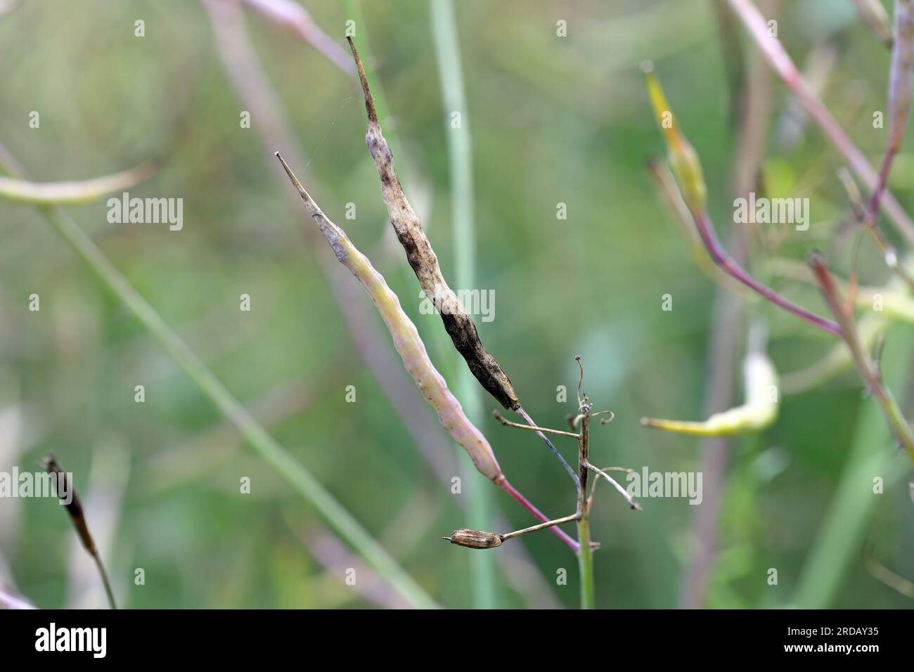 Dark leaf pod spot Alternaria brassicicola (and brassicae, alternata ...