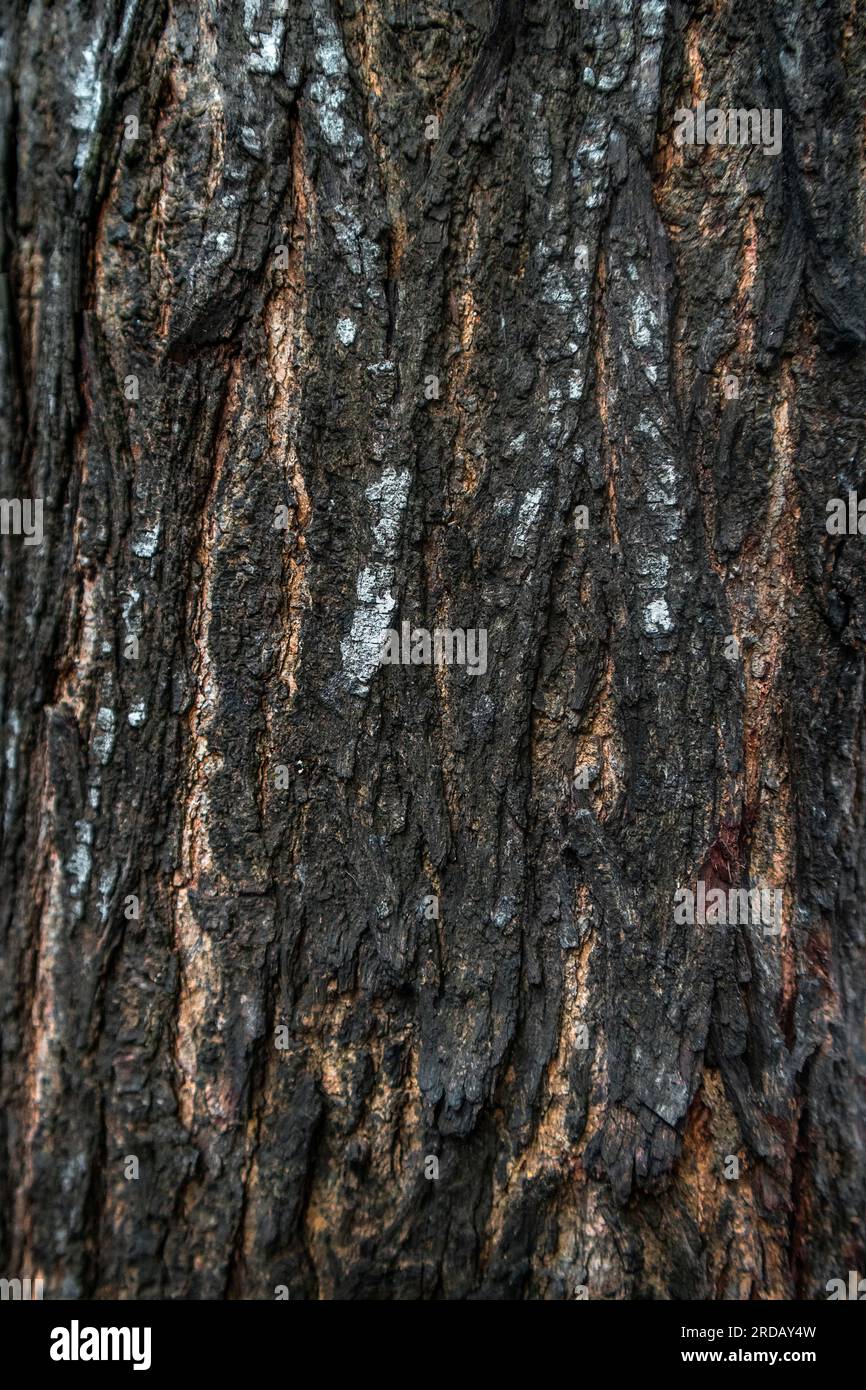 Embossed brown tree bark hi-res stock photography and images - Alamy