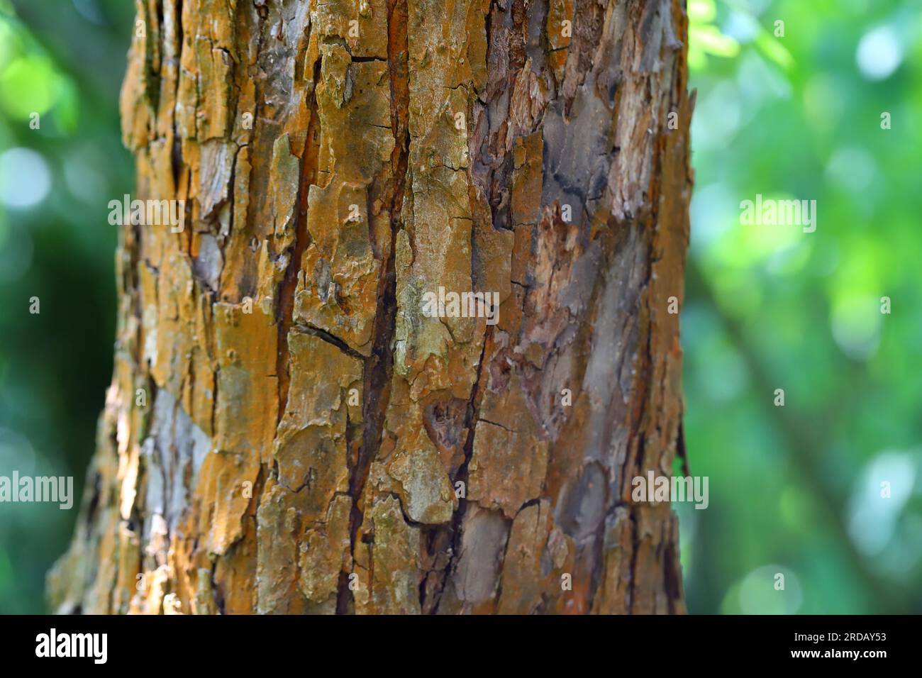 Trentepohlia umbrina algae on apple tree trunk. Algae causing brown ...