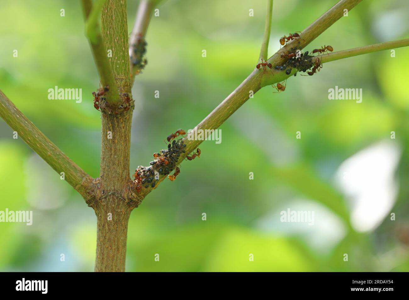 Red ants tending to aphids on a maple shoot.v Stock Photo - Alamy
