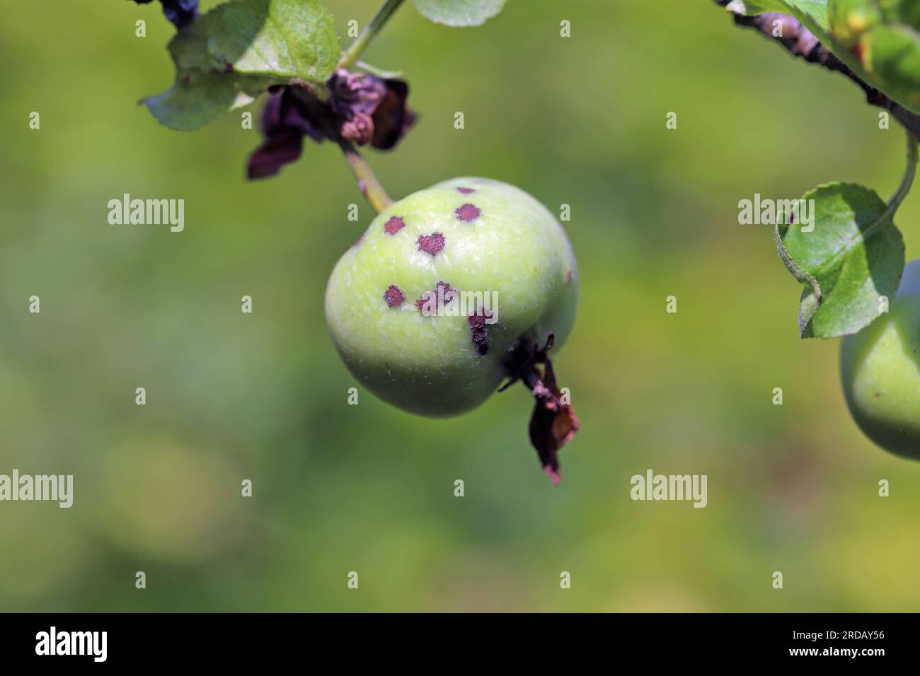 Apple Scab (Venturia inaequalis), Apple Scab Disease Stock Photo - Alamy