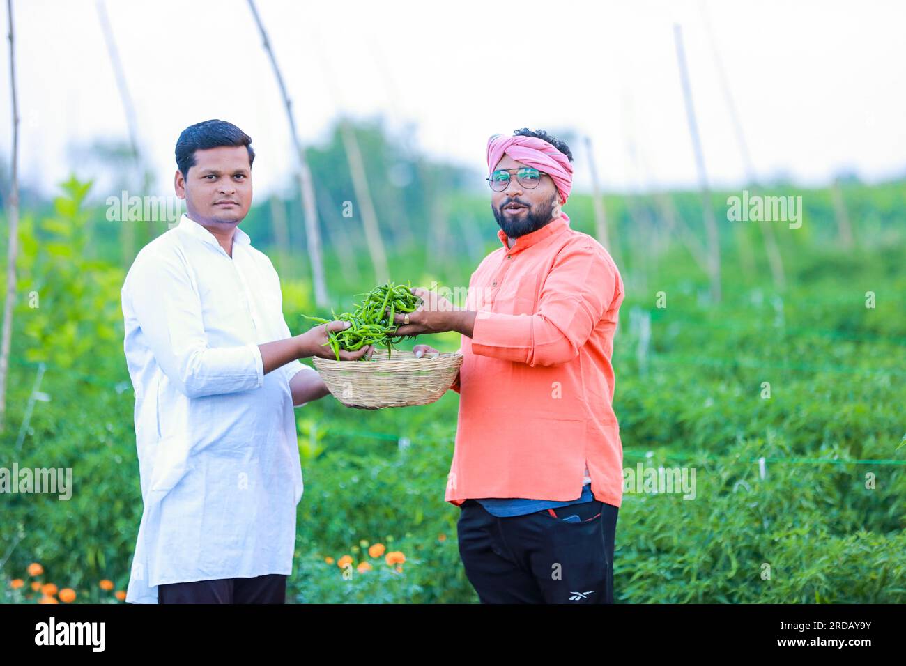 Farmer showing green chilli basket , happy farming , harvesting green ...
