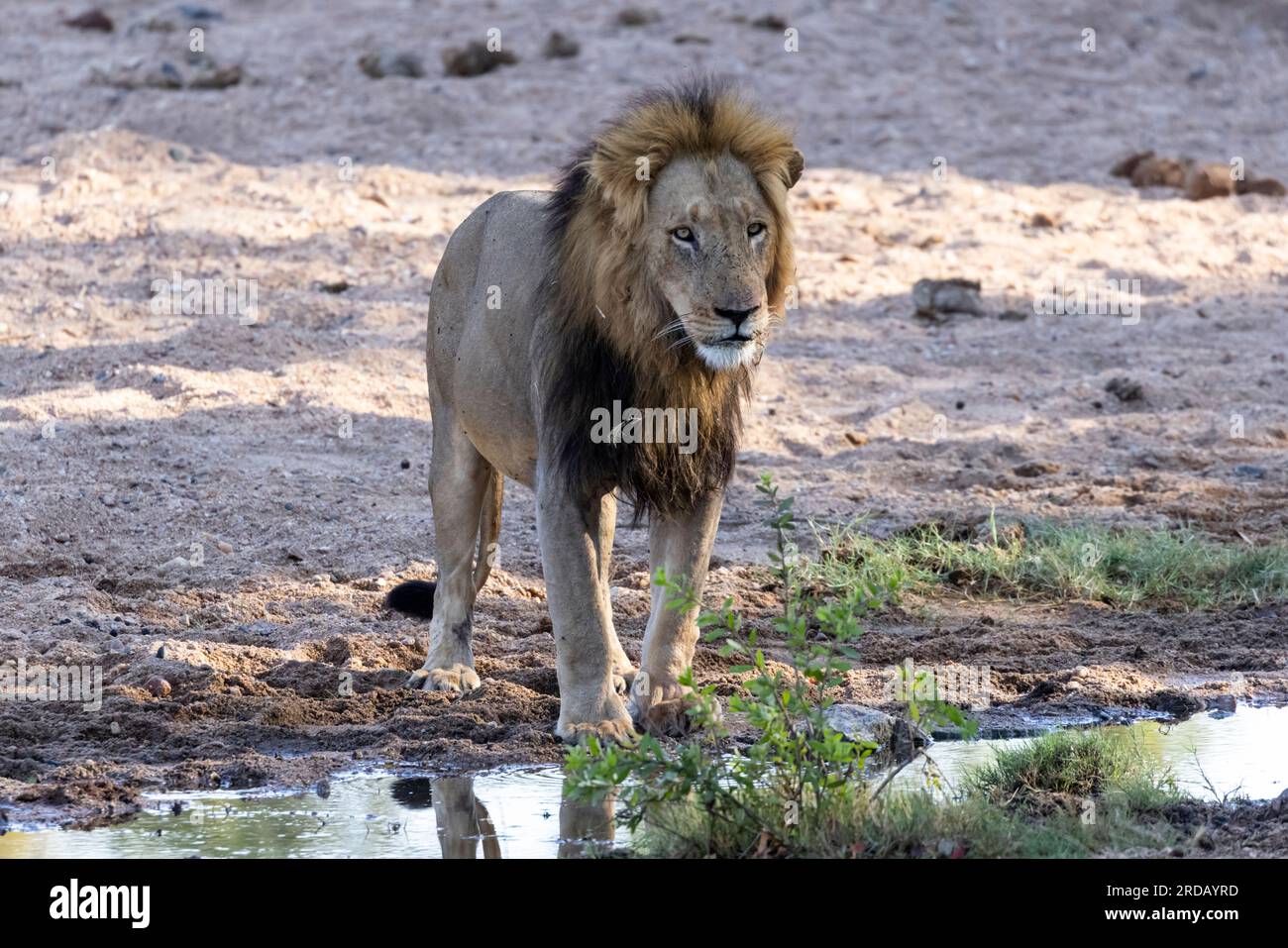 Large black main lion male Kruger NP South Africa Stock Photo - Alamy