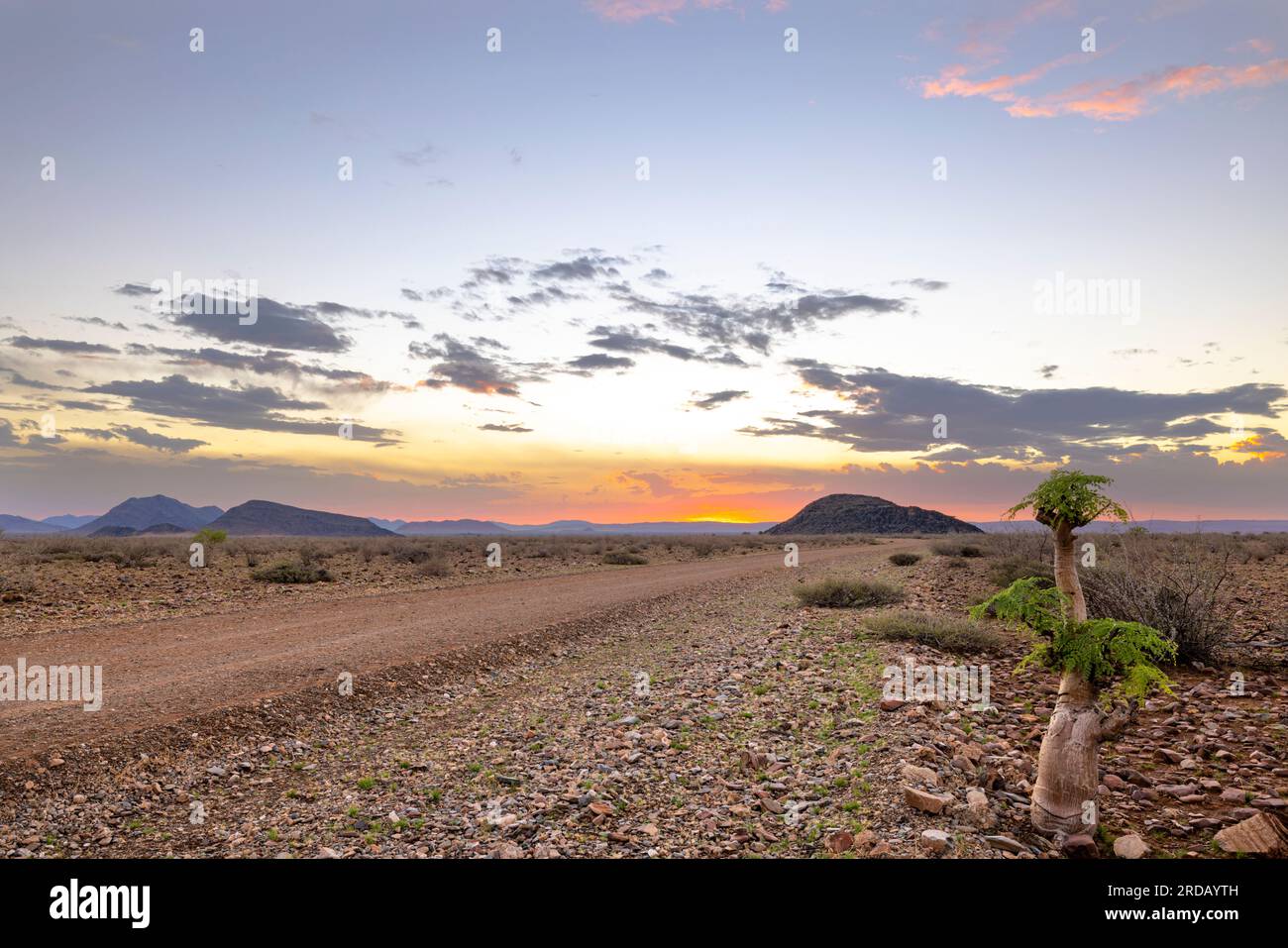 Moringa trees hi-res stock photography and images - Alamy