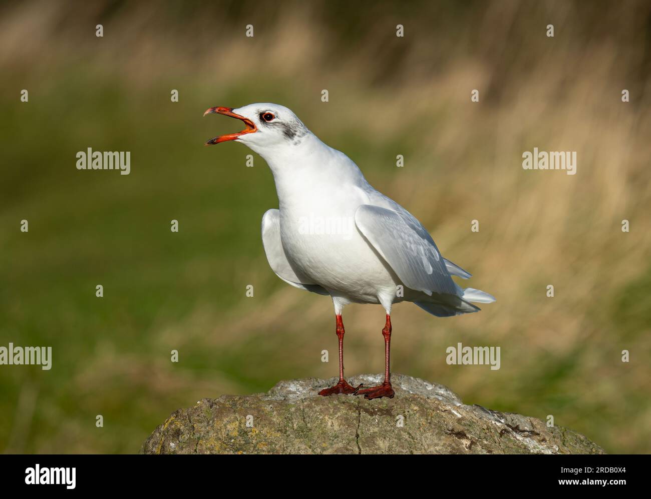 Ear tuft feathers hi-res stock photography and images - Alamy
