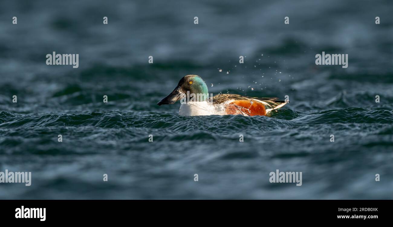 Red shoveler drake hi-res stock photography and images - Alamy