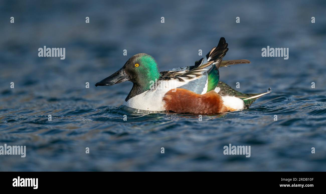 Drake leg hi-res stock photography and images - Alamy