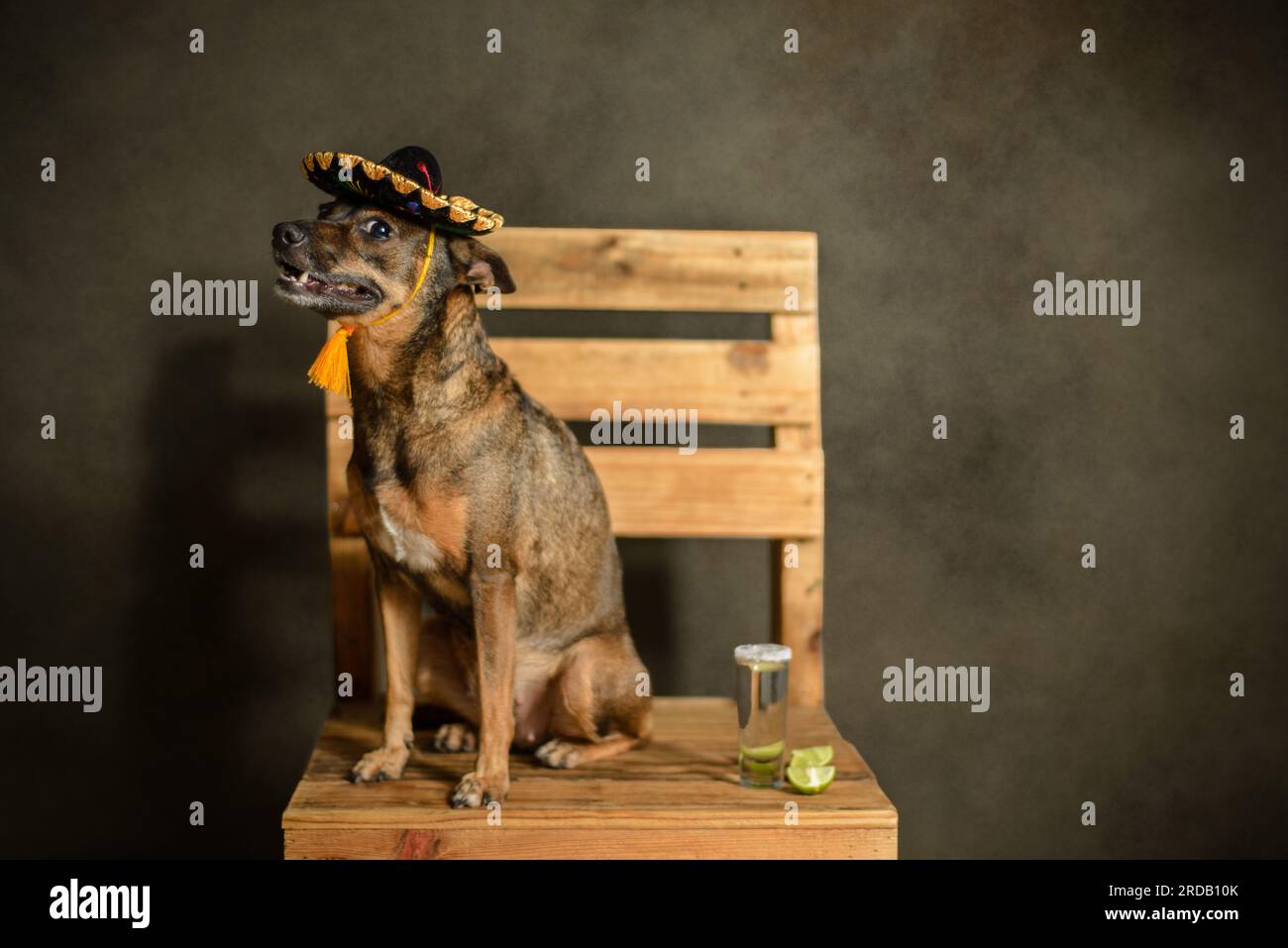 Dog seated wearing Mexican charro hat. Portrait of mascot celebrating ...