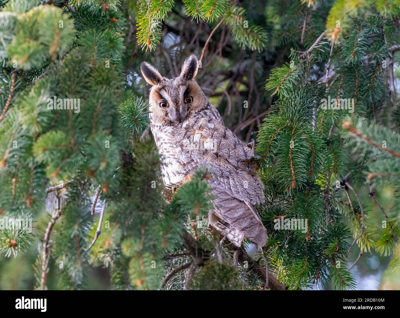 Tuft eared hi-res stock photography and images - Alamy