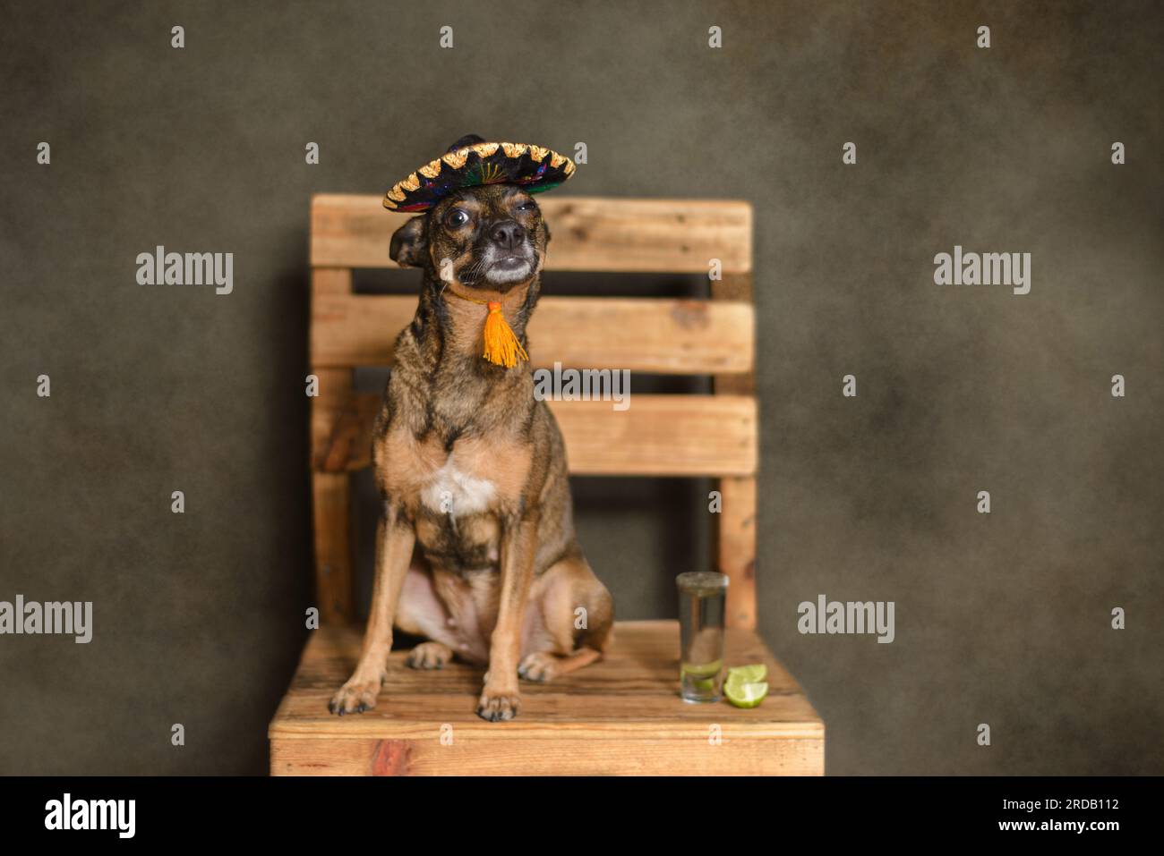 Dog seated wearing Mexican charro hat. Portrait of mascot celebrating ...