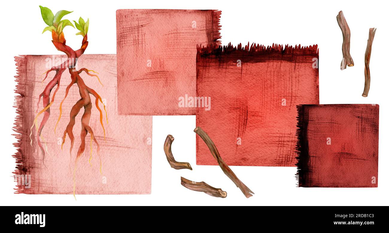 Hand drawn watercolor madder root coloring natural plant dye, materials ...