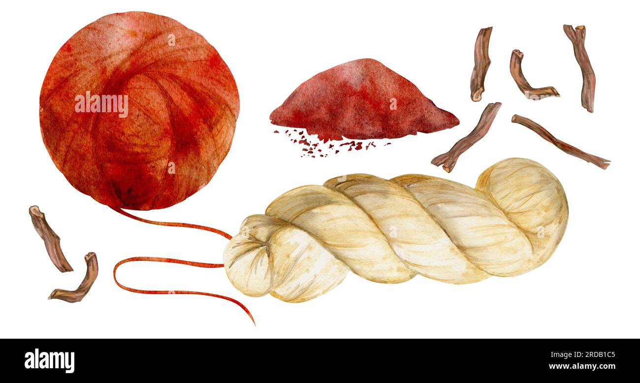 Hand drawn watercolor madder root coloring natural plant dye, materials ...