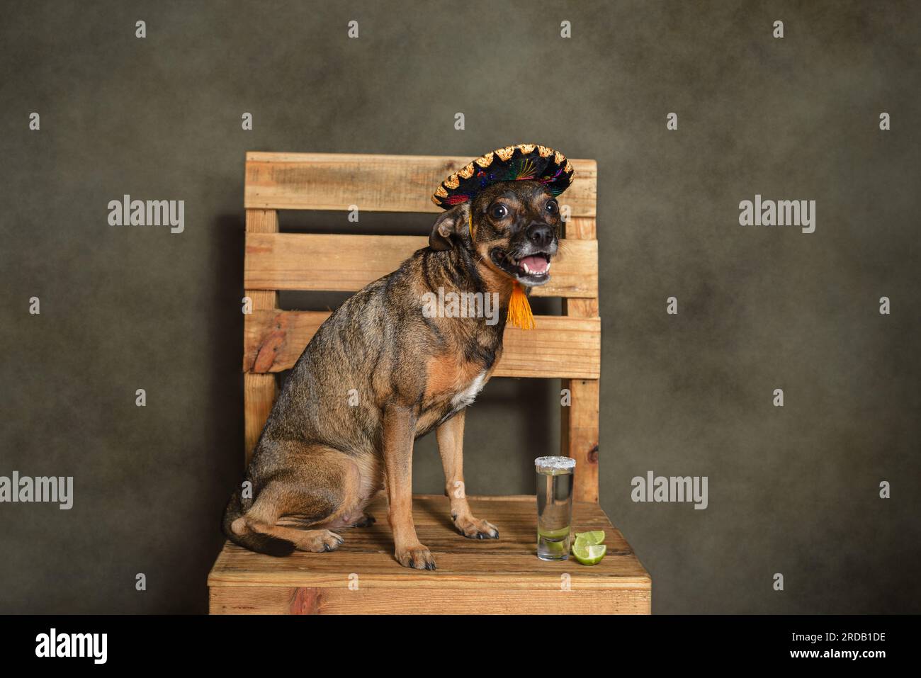 Dog seated wearing Mexican charro hat. Portrait of mascot celebrating ...