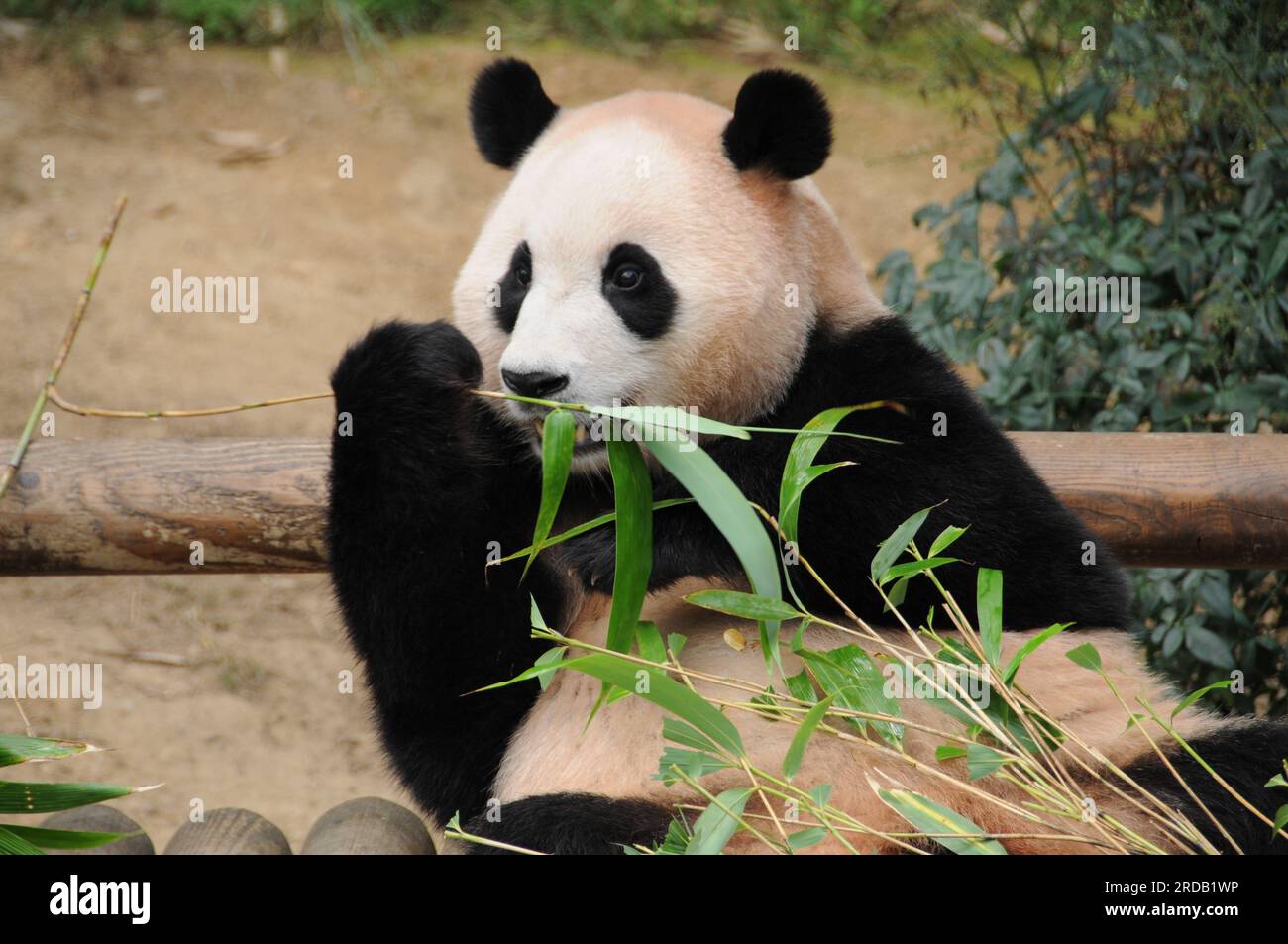 Yongin, South Korea. 19th July, 2023. Giant panda Fu Bao eats bamboo at ...