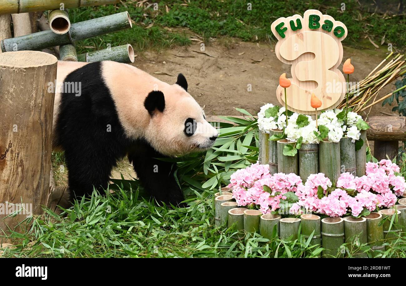 (230720) -- YONGIN, July 20, 2023 (Xinhua) -- Giant panda Fu Bao looks ...