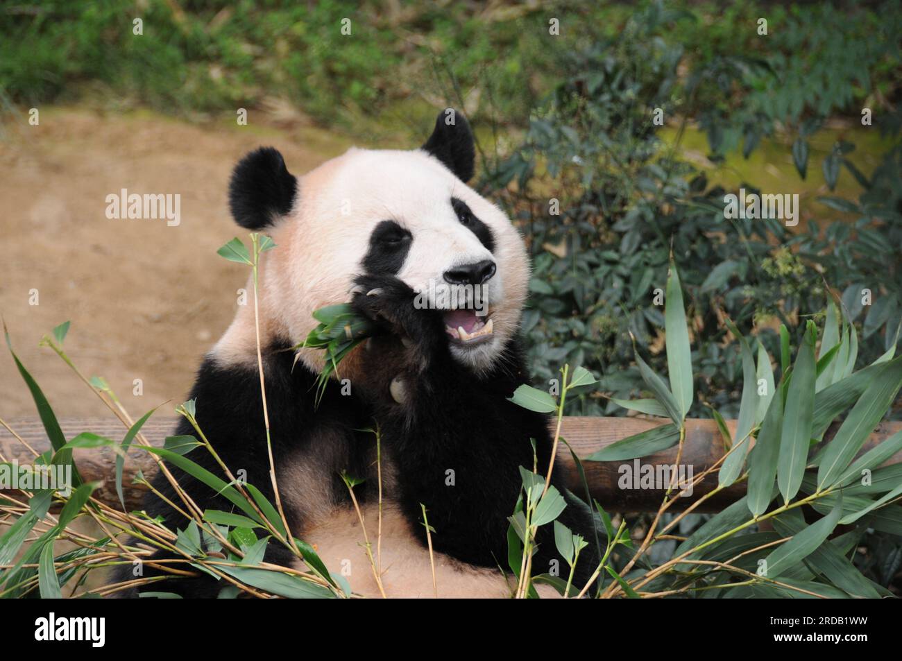 Yongin, South Korea. 19th July, 2023. Giant panda Fu Bao eats bamboo at ...