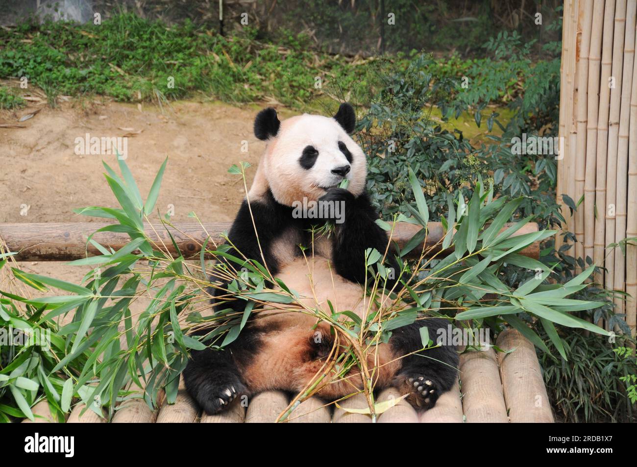 Yongin, South Korea. 19th July, 2023. Giant panda Fu Bao eats bamboo at ...