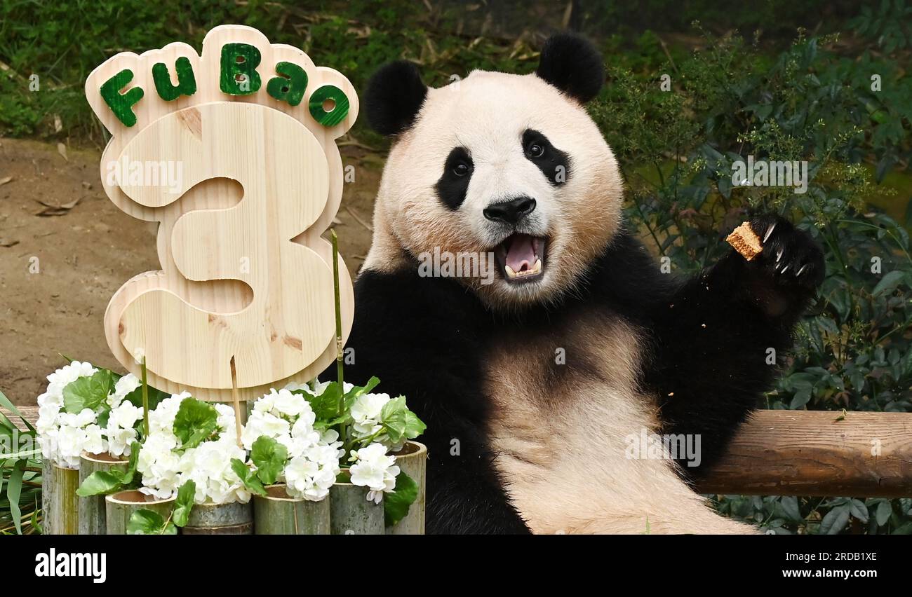 (230720) -- YONGIN, July 20, 2023 (Xinhua) -- Giant panda Fu Bao eats a ...