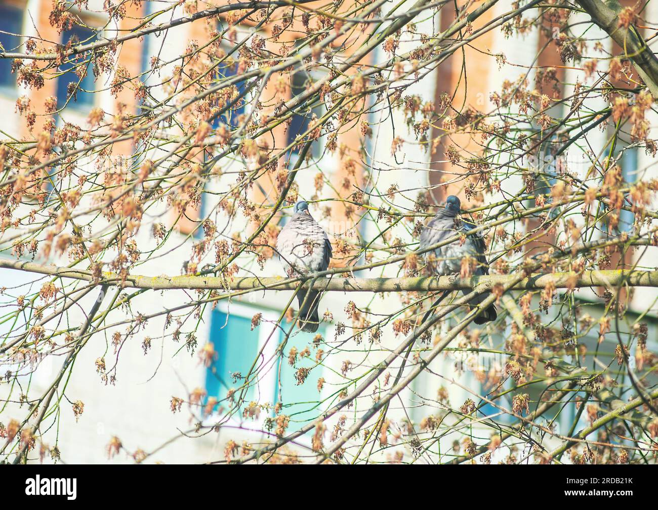 Common wood pigeon couple perching on tree branch. Pair of Columba ...