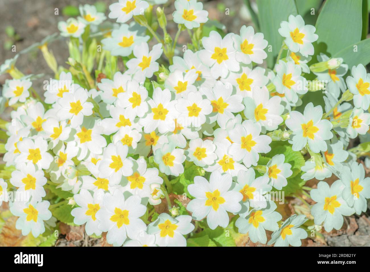 English primrose small white flowers growing in spring garden, top view ...