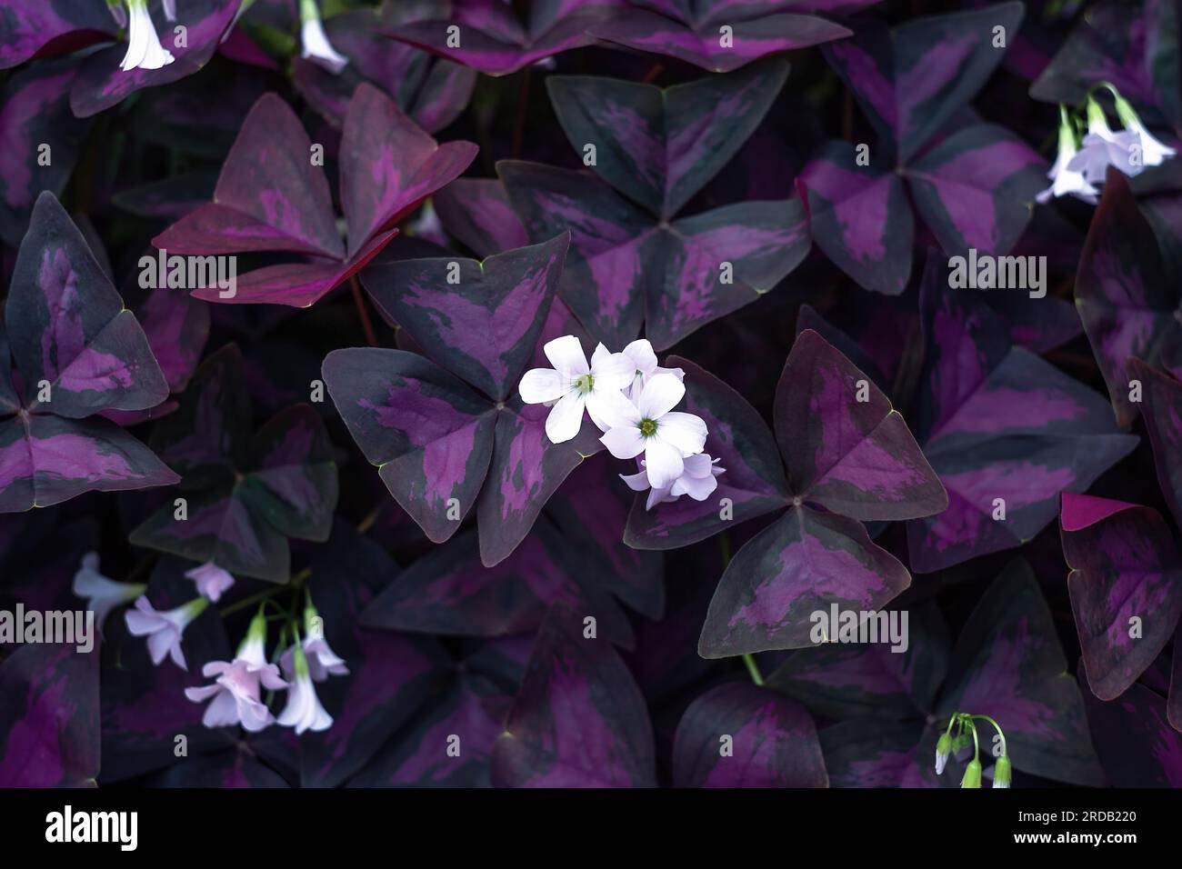 False shamrock white flowers in dark violet leaves, top view. Oxalis ...