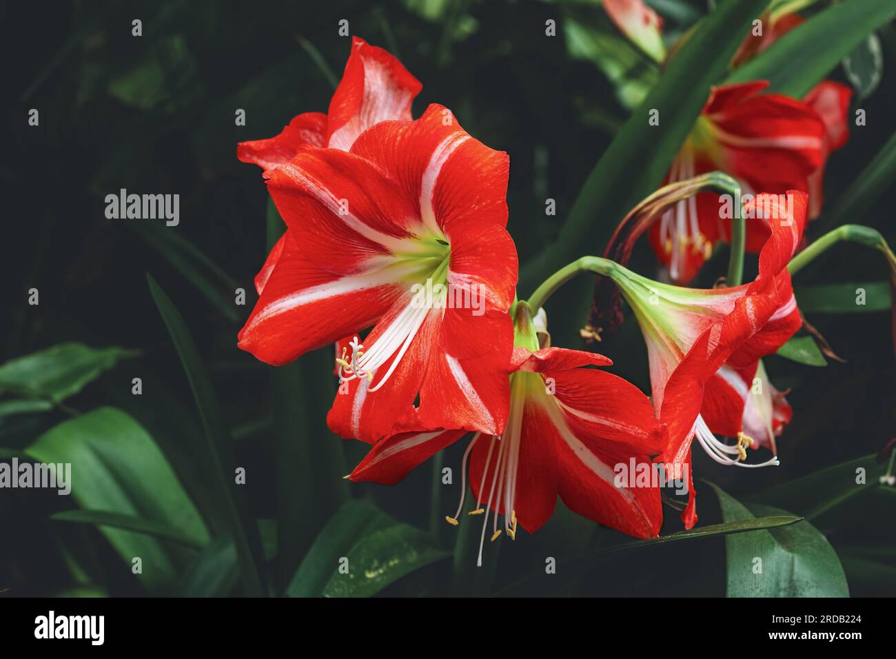 Smaryllidaceae hi-res stock photography and images - Alamy