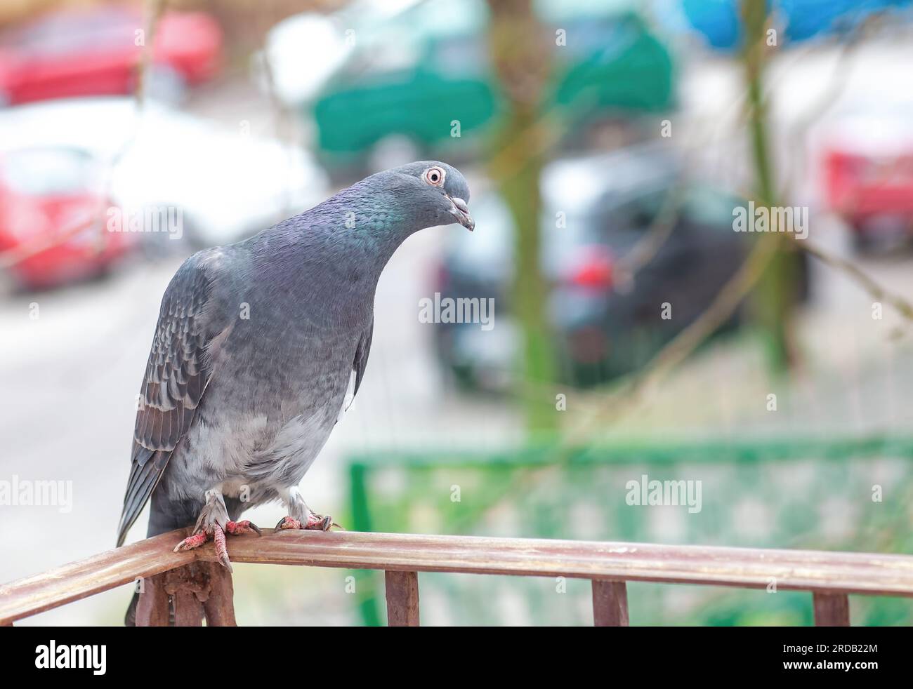 Funny grey pigeon with head cocked standing on balcony. Gray silly rock ...