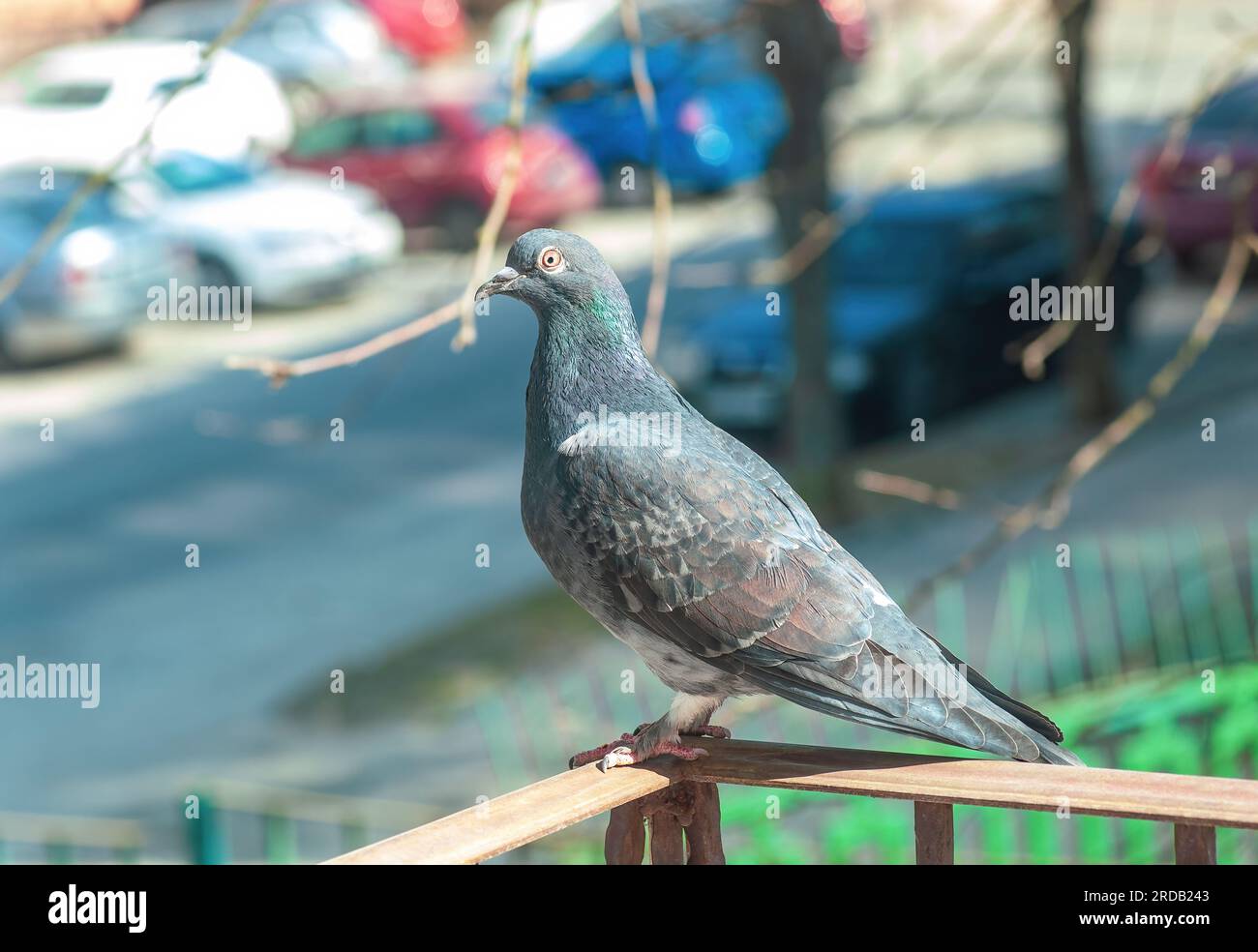 Grey pigeon standing on balcony wrought iron railing. Gray dove stand ...